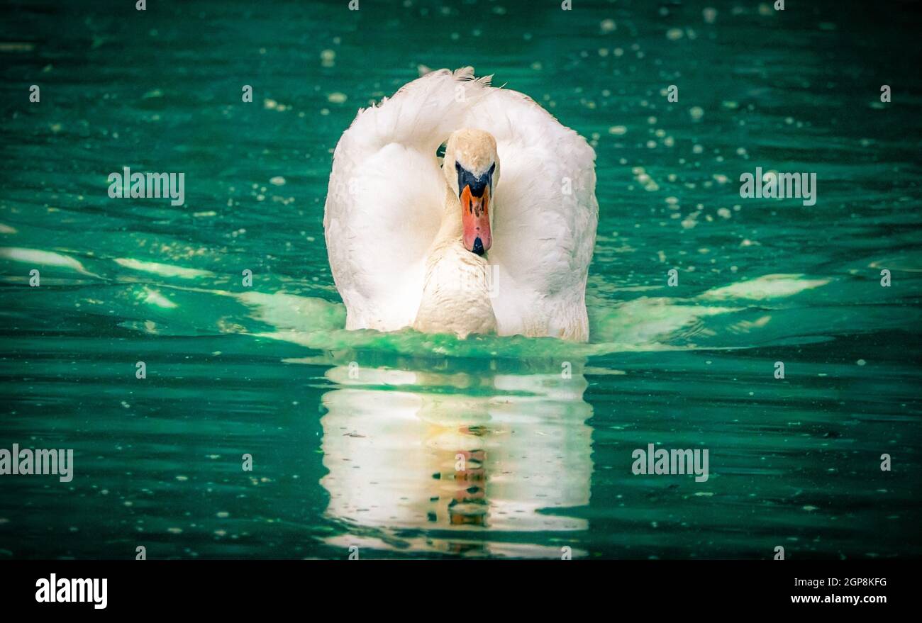 Swan swimming on water Stock Photo - Alamy