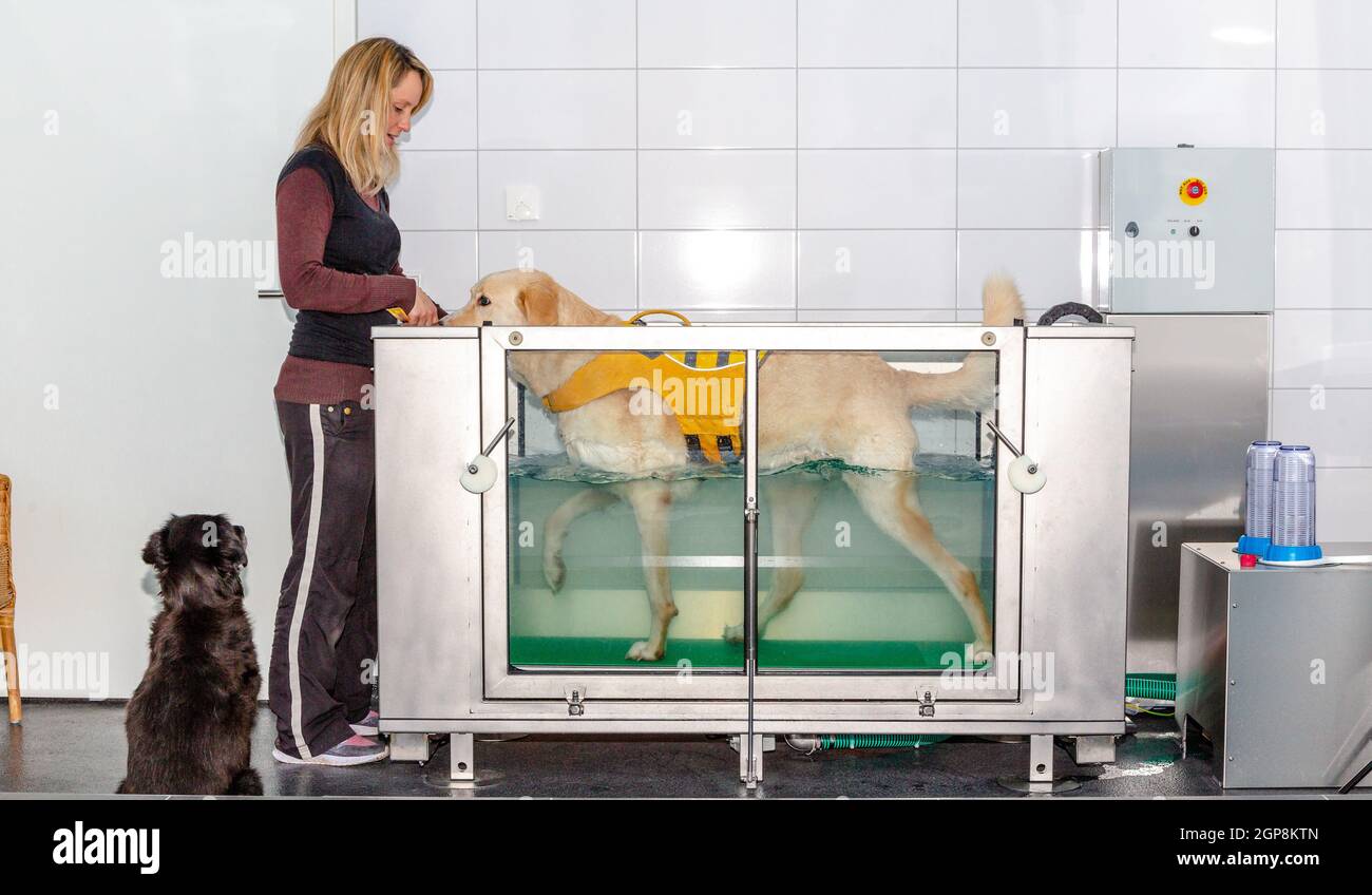therapist and dogs during hydrotherapy in a water treadmill Stock Photo ...