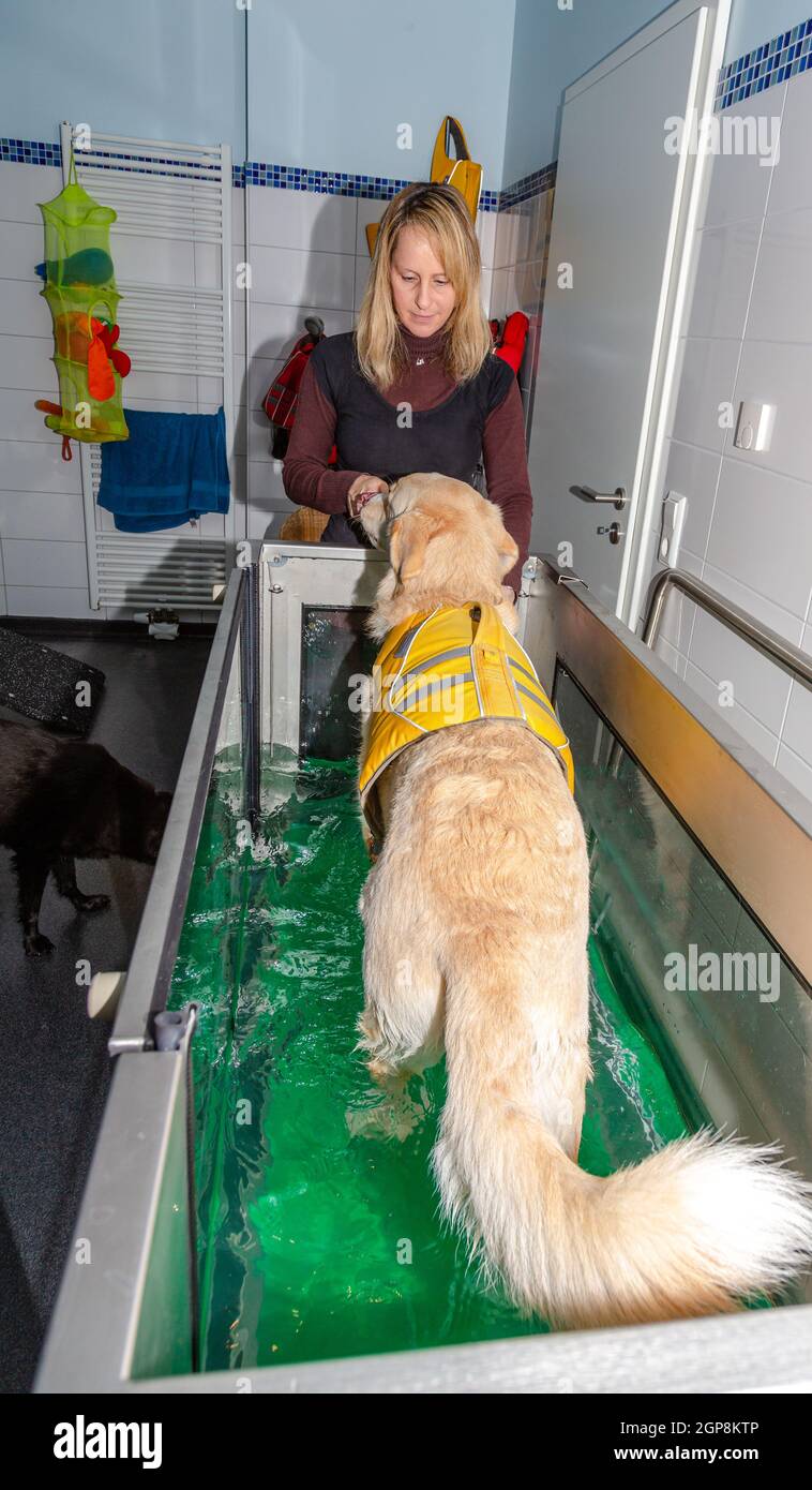 white dog walks in a water treadmill and gets a reward by therapist ...