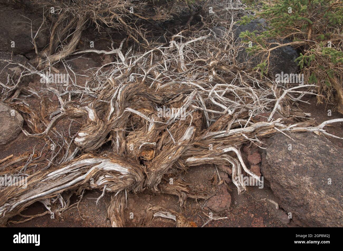Dead shrub Adenocarpus viscosus. Caldera de Taburiente National Park ...