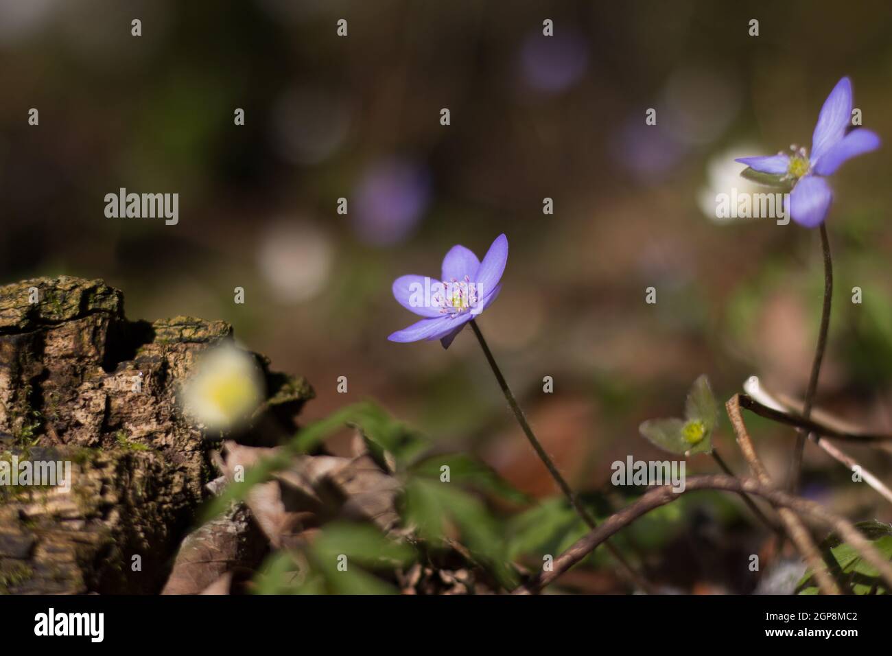 Liverleaf in spring hi-res stock photography and images - Alamy