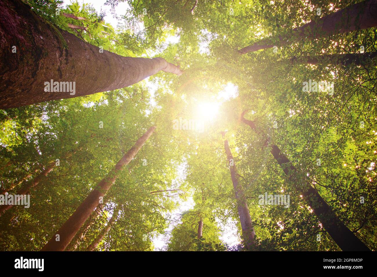 Bottom view of impressive spruce trees in the forest. Spring time Stock ...