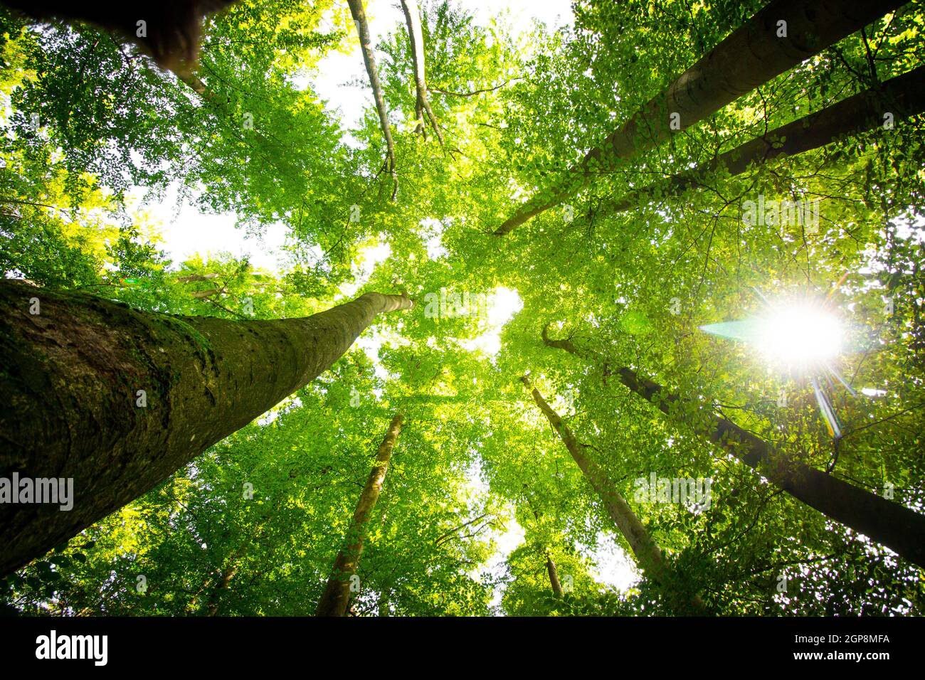 Bottom view of impressive spruce trees in the forest. Spring time Stock ...