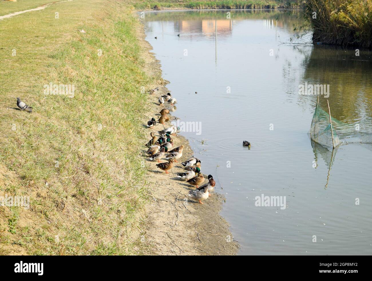 Gray ducks on the shore of the pond. Ducks with pigeons. Ducks swimming ...