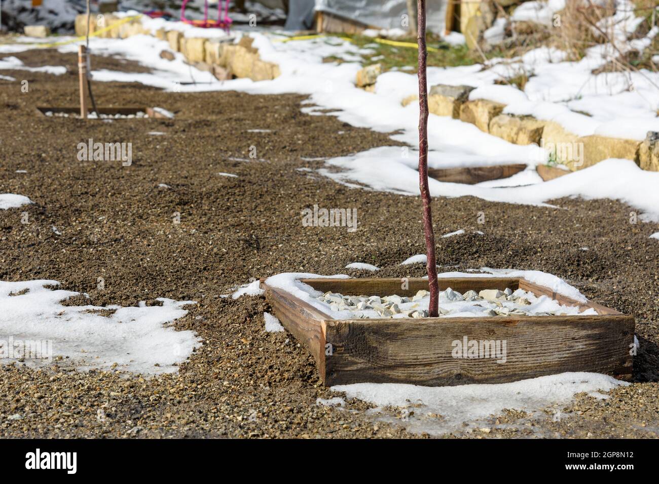 Mulching fruit tree hi-res stock photography and images - Alamy