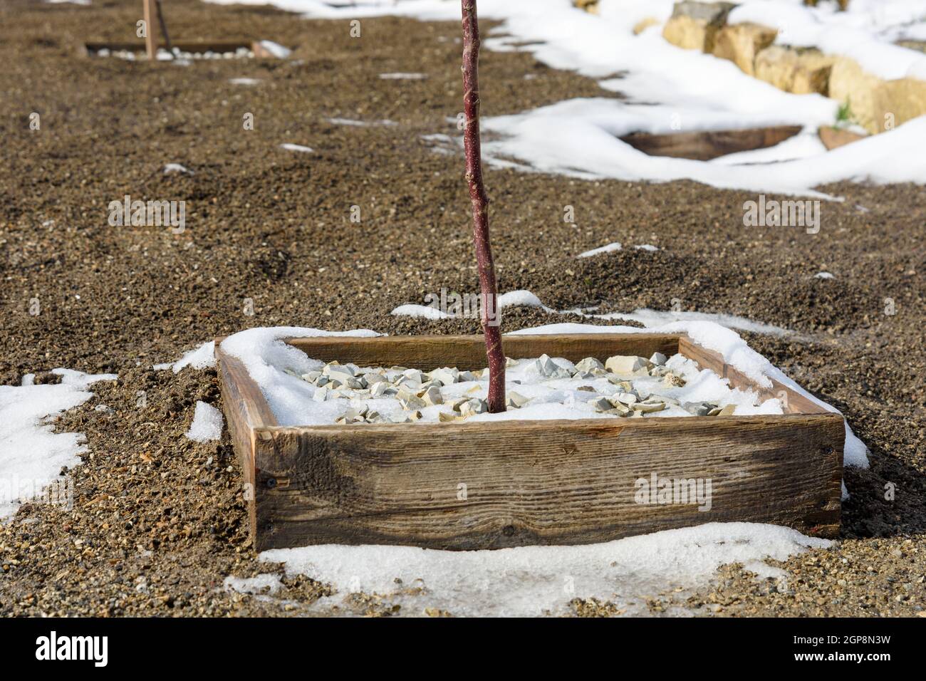 Spring melting of snow in the garden, holes of trees and land in the ...