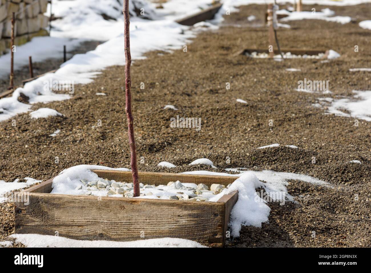 In the garden in the spring a layer of snow melts, fertile soil appears ...