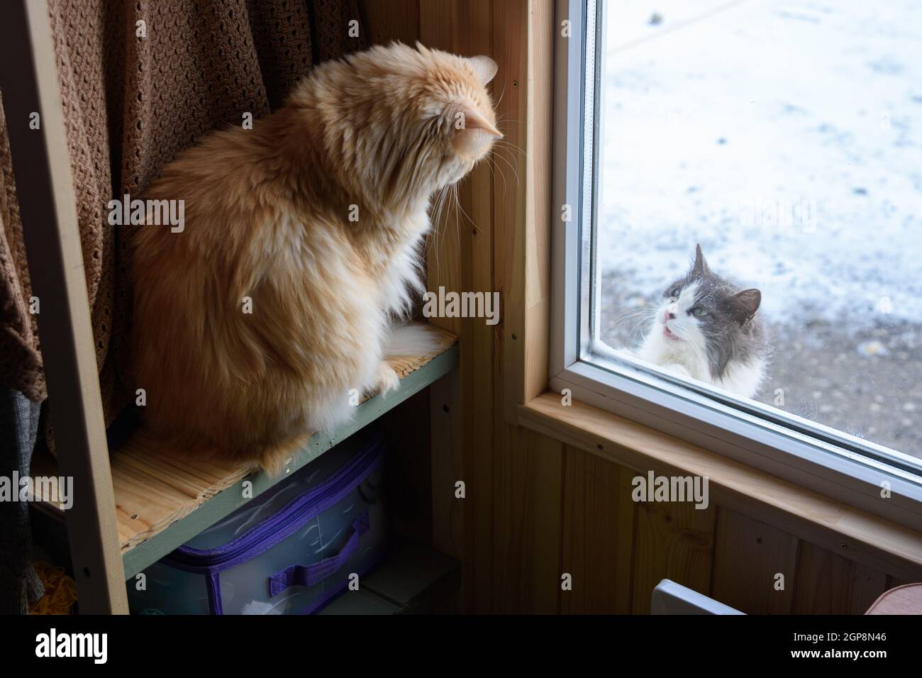 Country cats hi-res stock photography and images - Alamy