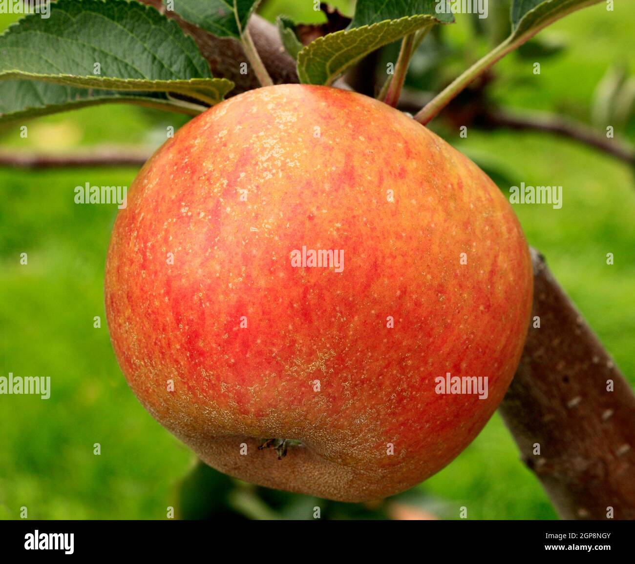 Apple 'Ashmead's Kernel', growing on tree, apples, fruit, malus ...