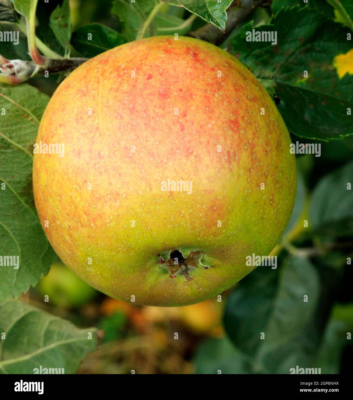 Apple 'Blenheim Orange, apples, fruit, growing on tree, malus domestica ...