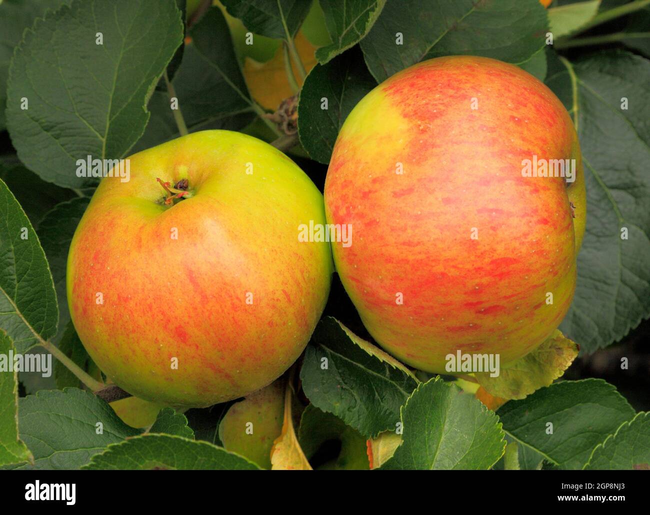 Apple 'Bramley's Seedling', 'Bramley', apples, fruit, growing on tree ...