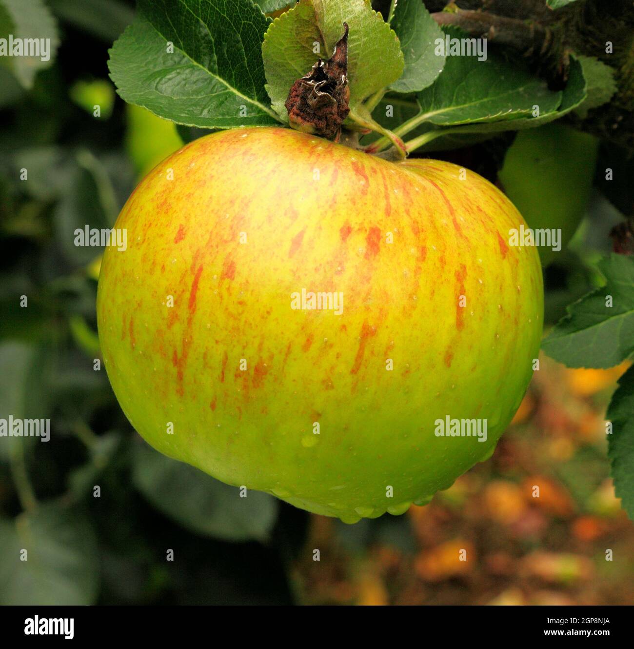 Apple 'Bramley's Seedling', 'Bramley', apples, fruit, growing on tree ...
