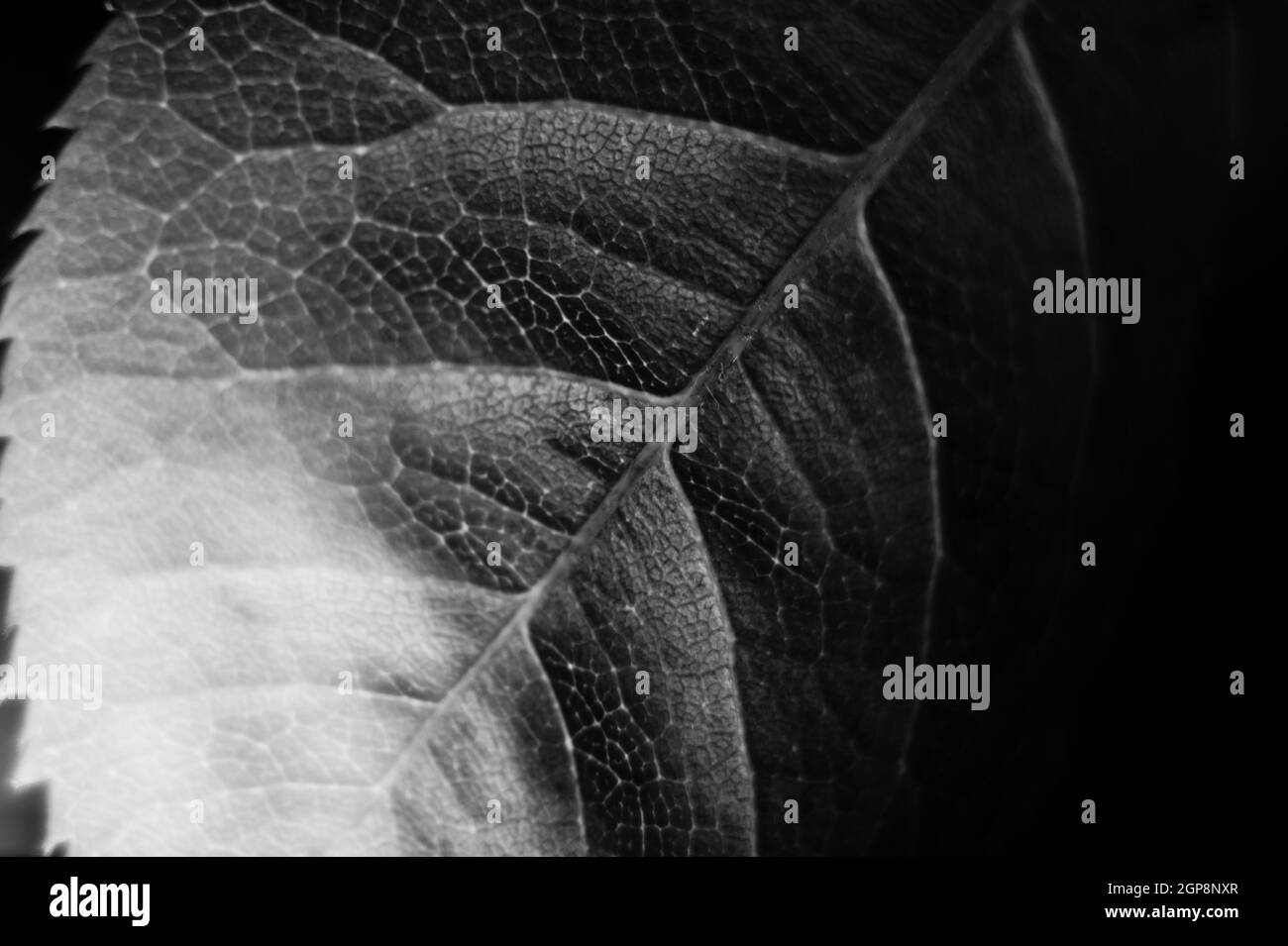 Closeup grayscale of a leaf Stock Photo - Alamy