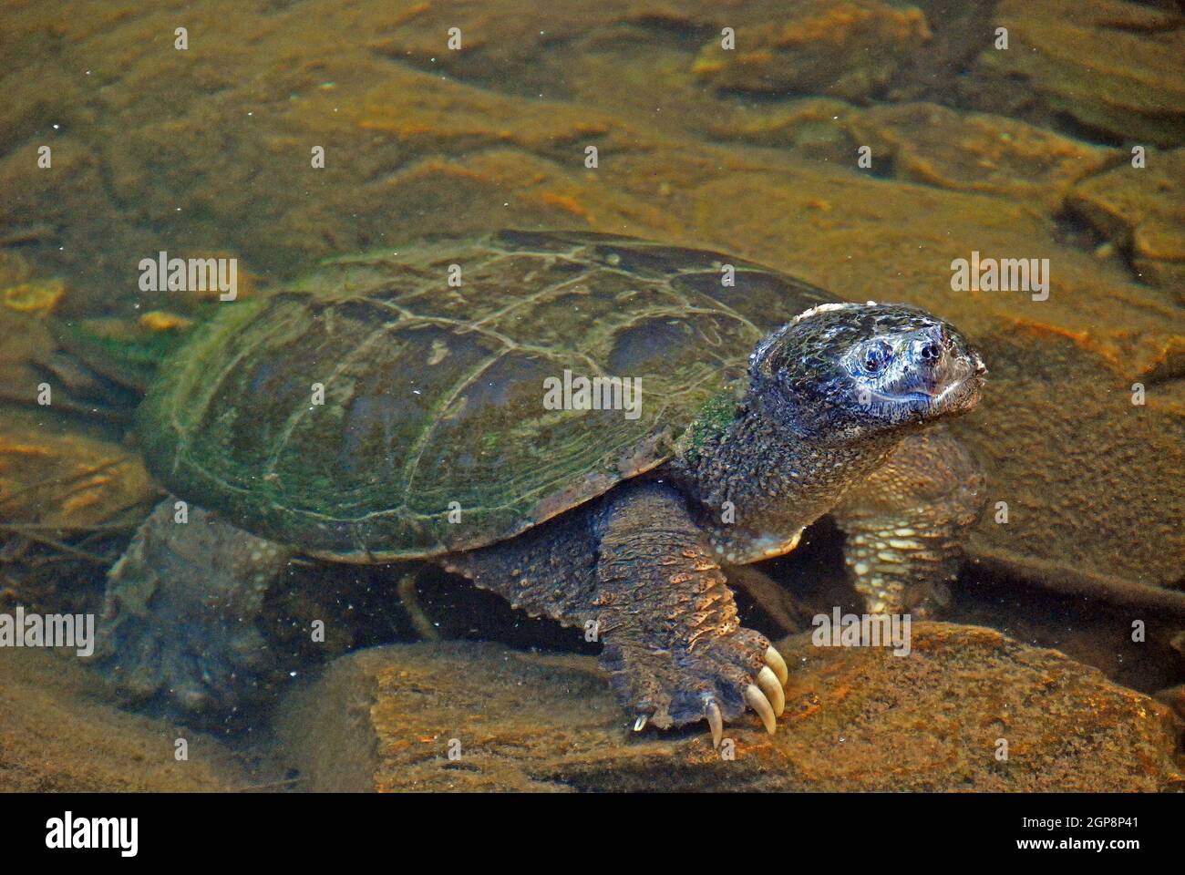 Large Snapping Turtle merging from the Water on Carp Lake in Quetico ...