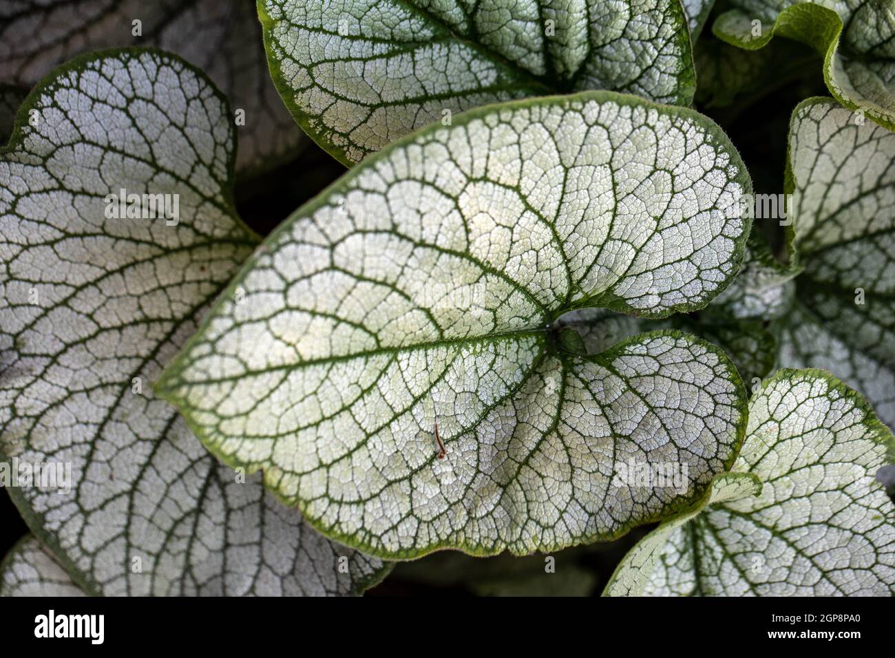 Heartleaf brunnera, Siberian bugloss ( Brunnera macrophylla 'Jack Frost ...