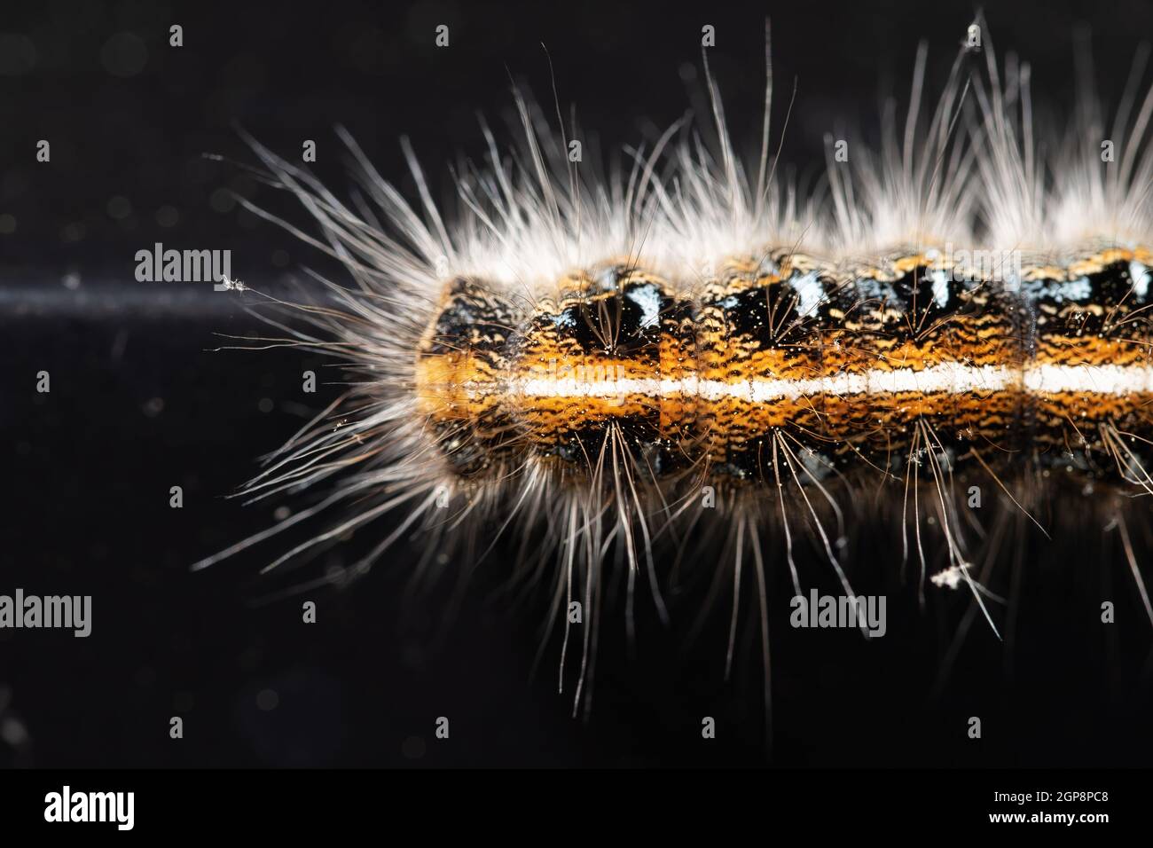Top view macro of a caterpillar Stock Photo - Alamy
