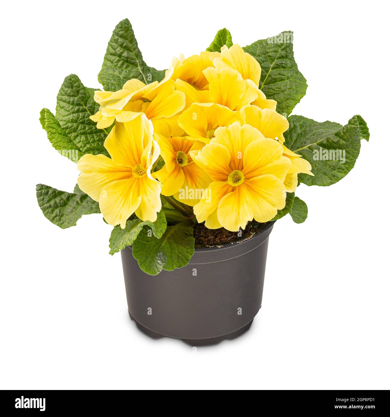 Spring primrose blooms. Primula flowers on white background Stock Photo ...