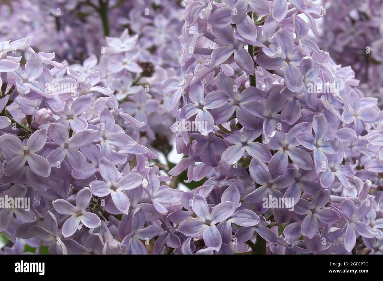 Closeup of lilac flower clusters on a shrub Stock Photo - Alamy