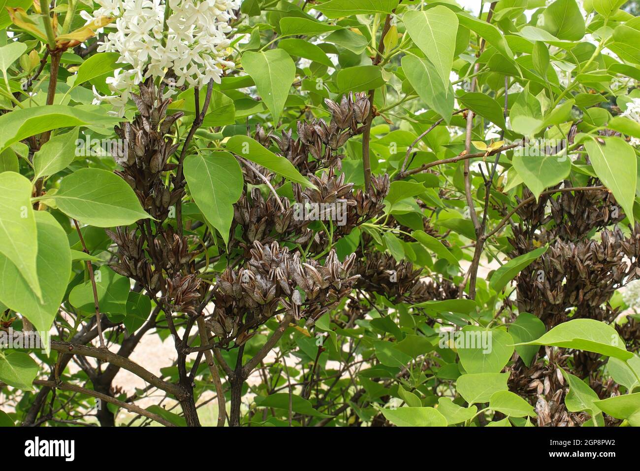 Lilac tree seed hi-res stock photography and images - Alamy