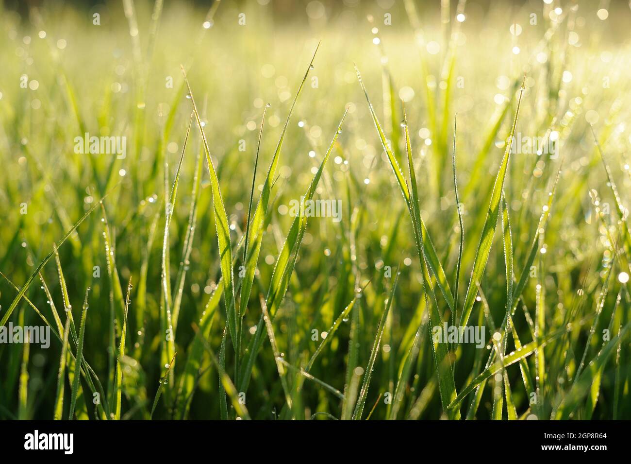 Fresh brightly green weed with morning dew drops selective focus Stock ...