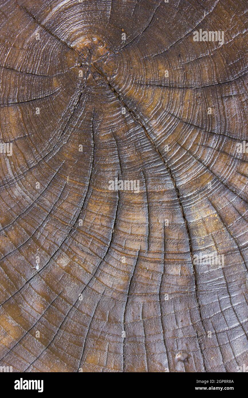 old tree cut texture Stock Photo - Alamy
