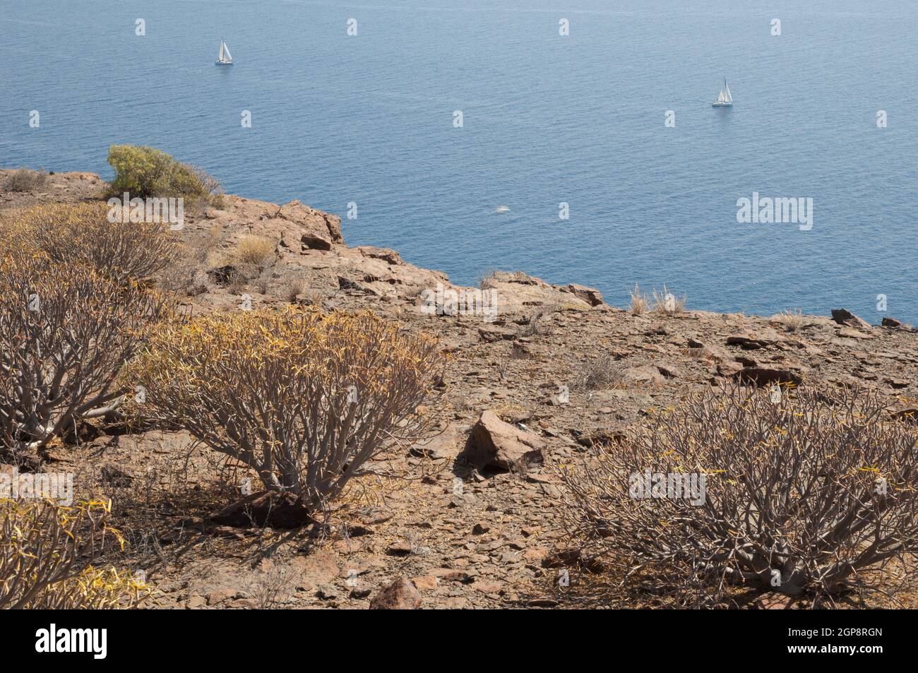 Xerophytic scrub of balsam spurge, Euphorbia balsamifera and sailing ...