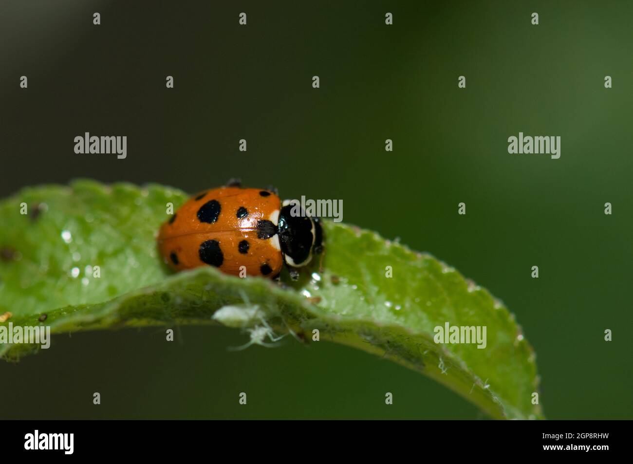 Adonis ladybird Hippodamia variegata on a leaf. Integral Natural ...