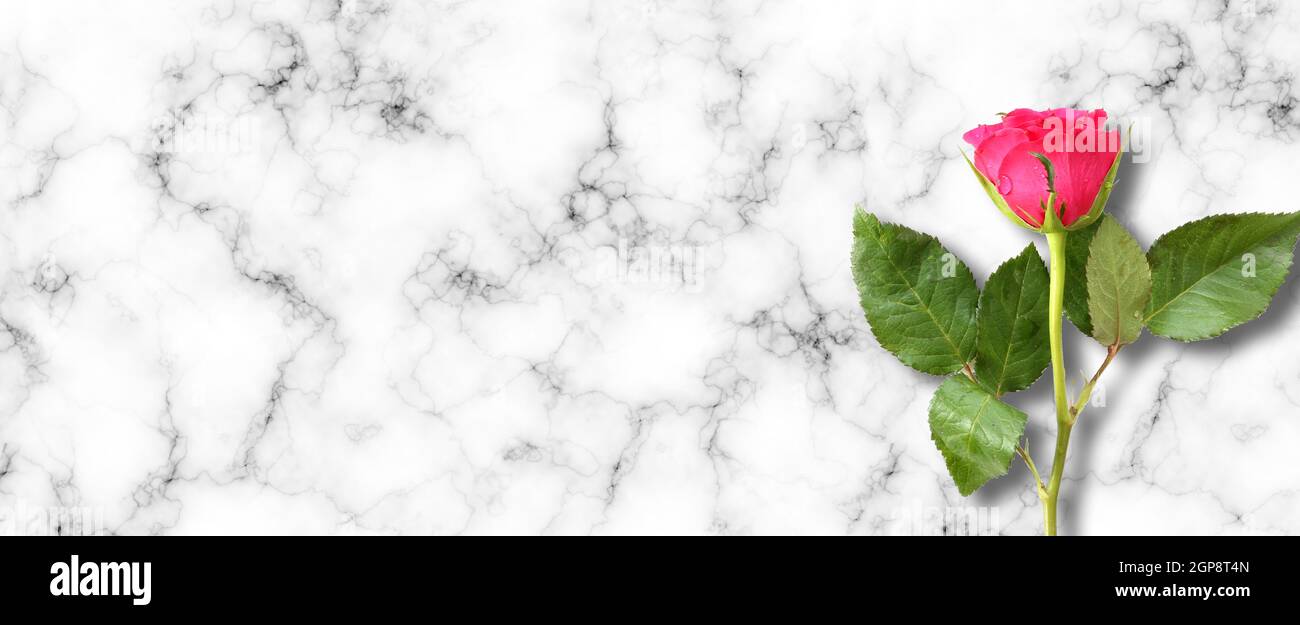 Red rose with grey color background hi-res stock photography and images ...