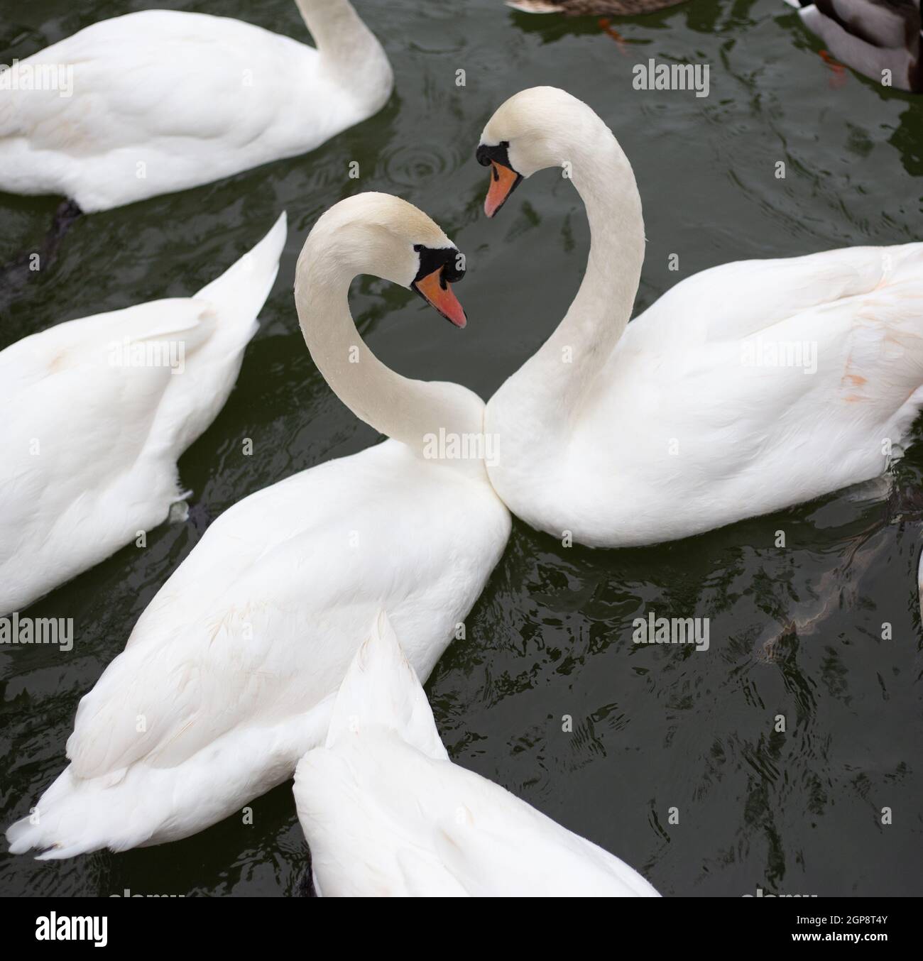 Two white swans, top view, symbol of love Stock Photo - Alamy