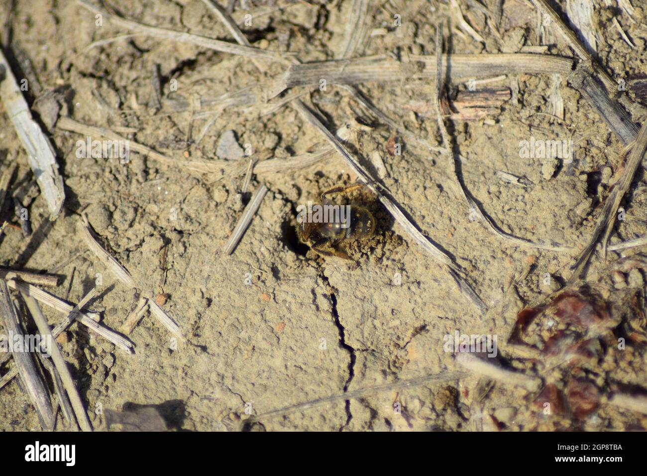Andrena bee at the entrance to its nest. Single Hymenoptera Stock Photo ...