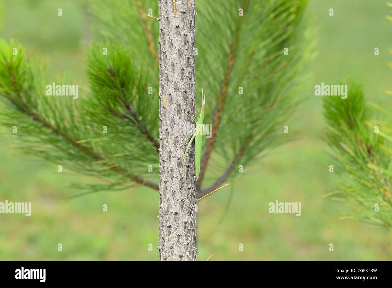 Green locusts, orthoptera insect. Ordinary locusts on the young ...