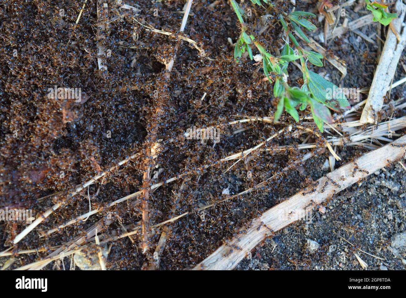 Colony of red ants small. Spring outputs ants on the surface for mating ...