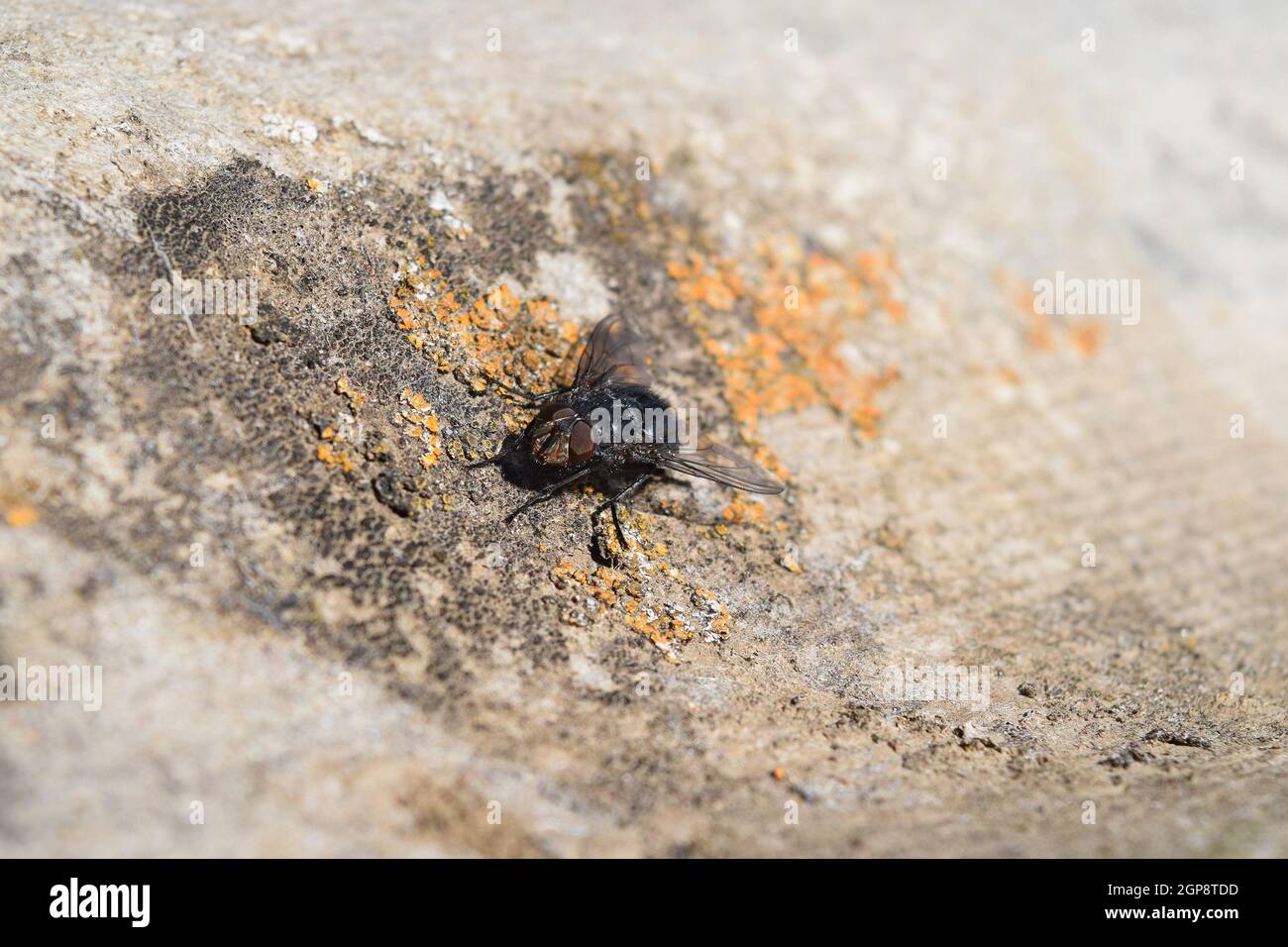 The big black fly sitting on old slate Stock Photo - Alamy