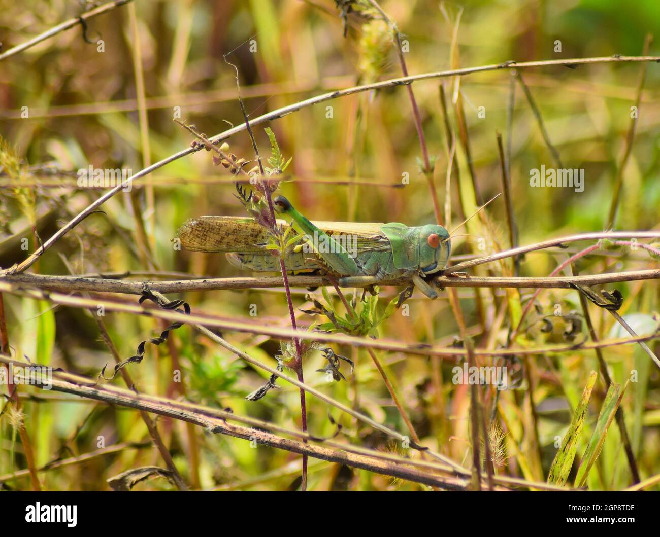 Migratory locust jump hi-res stock photography and images - Alamy