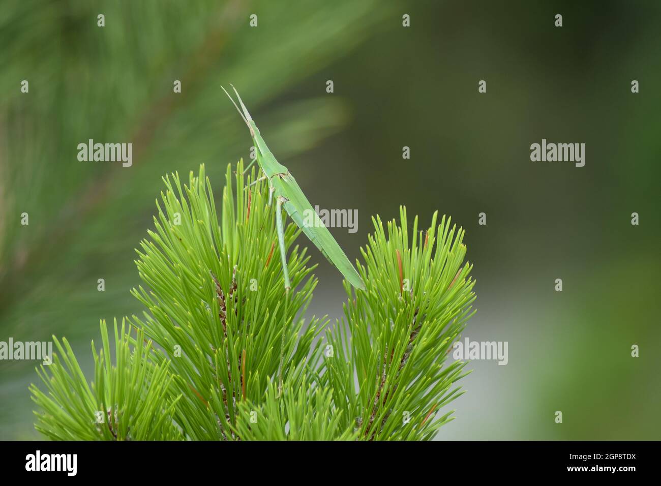 Green locusts, orthoptera insect. Ordinary locusts on the young ...