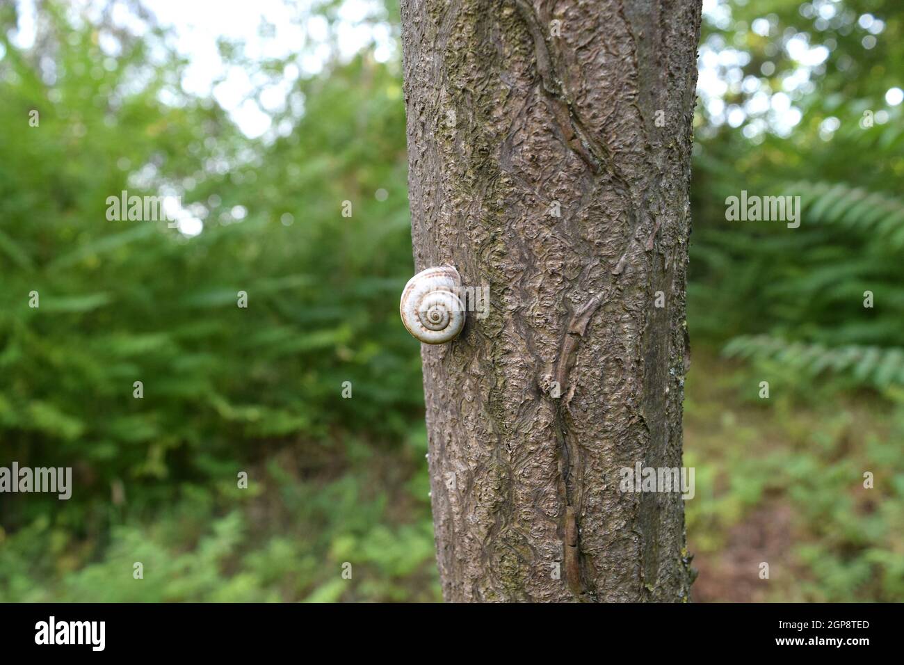 Conch snail on a tree trunk. Land with clam shell Stock Photo - Alamy