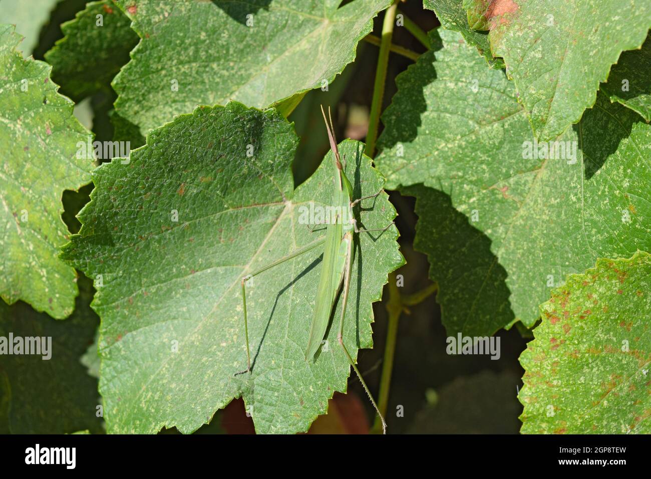 Green locusts, orthoptera insect. Ordinary locusts on grape leaves ...