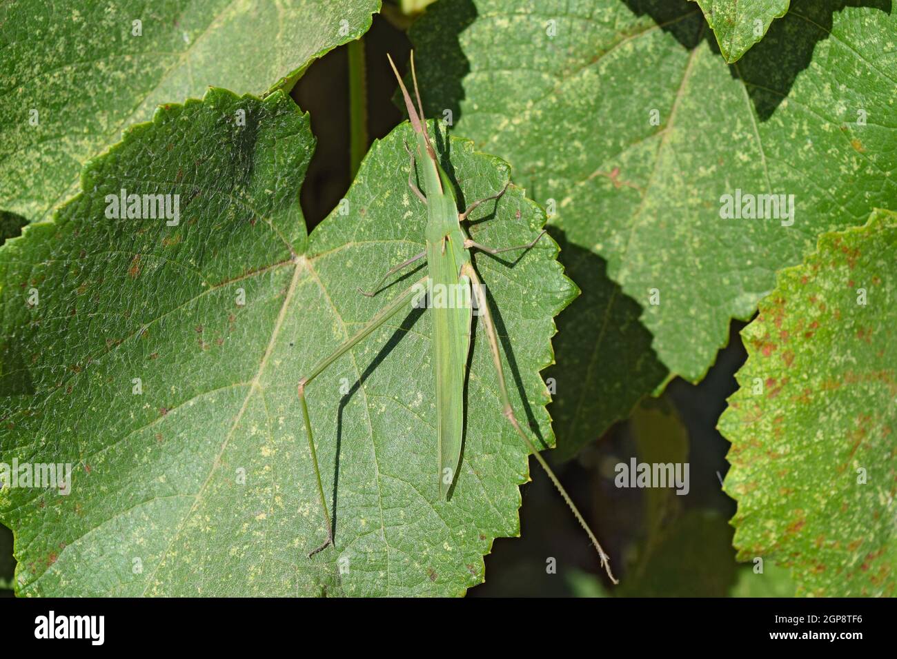 Green locusts, orthoptera insect. Ordinary locusts on grape leaves ...