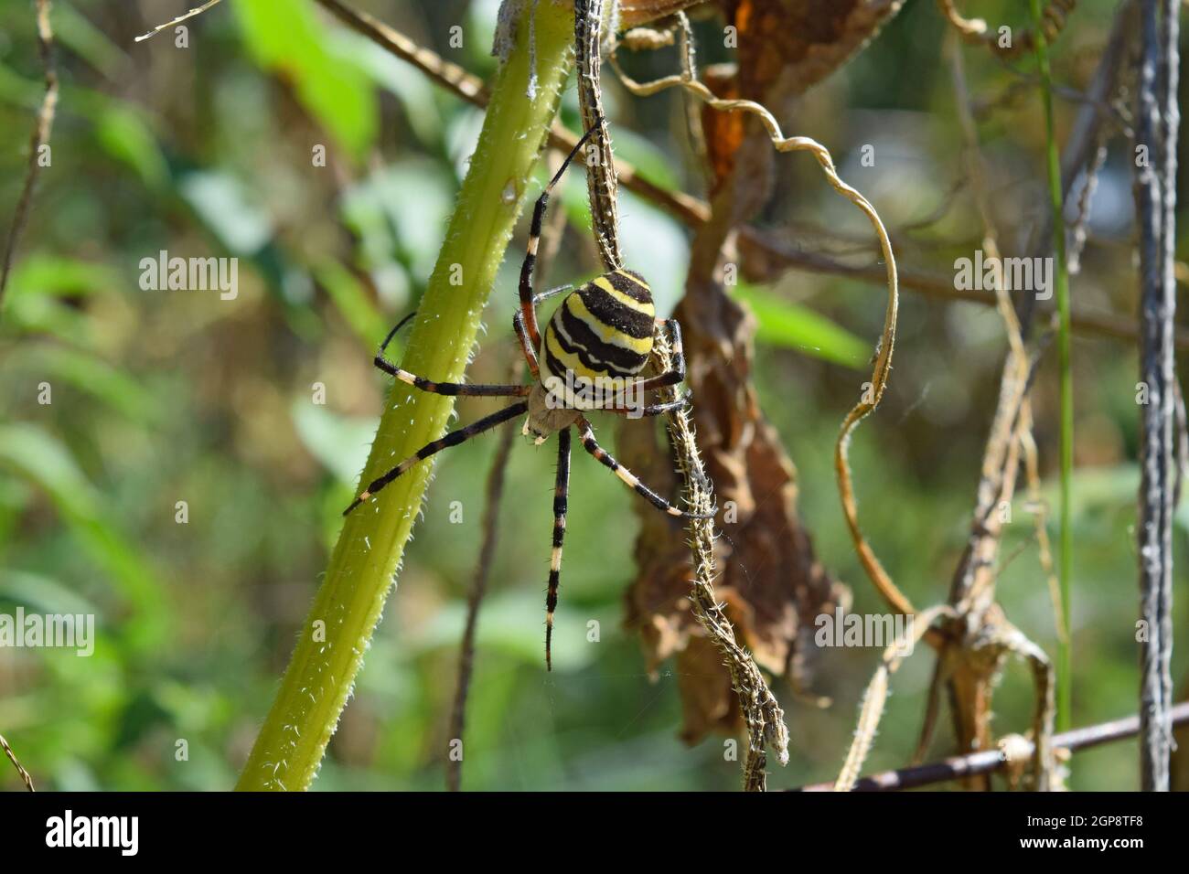 Argiopa Spider on the web. Arachnid predator. Spider crawling on the ...