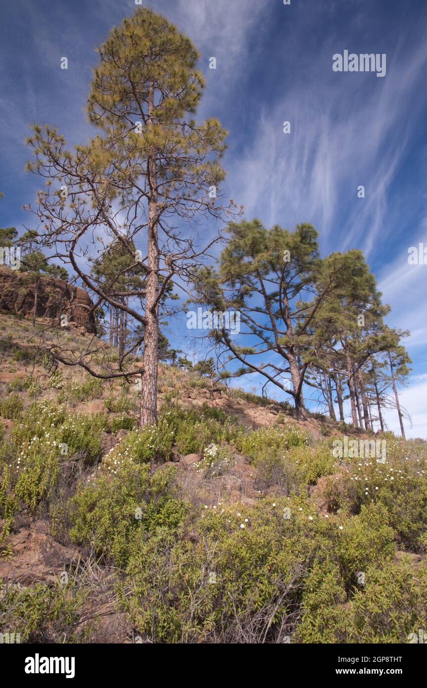 Canary Island pines Pinus canariensis. Integral Natural Reserve of ...