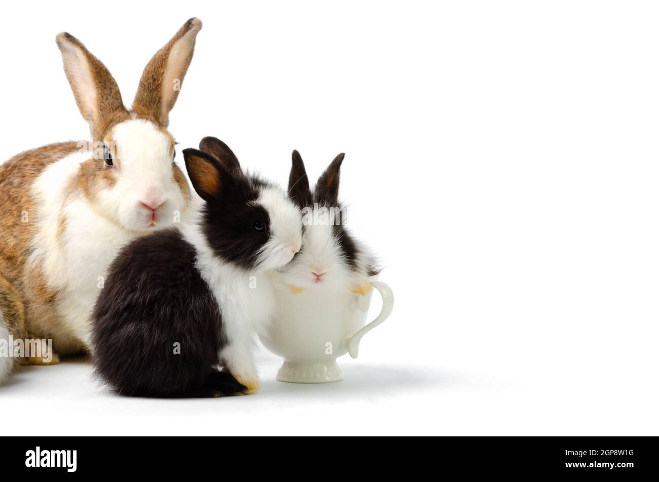 Adorable mother with two baby rabbits isolated on white background. One ...