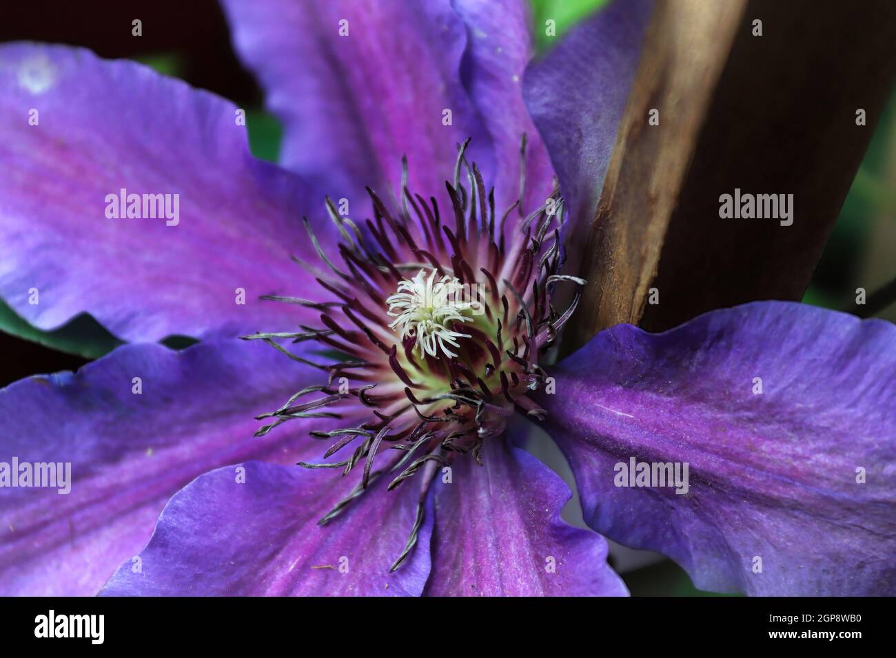 Macro of a purple clematis stigma and stamen Stock Photo - Alamy