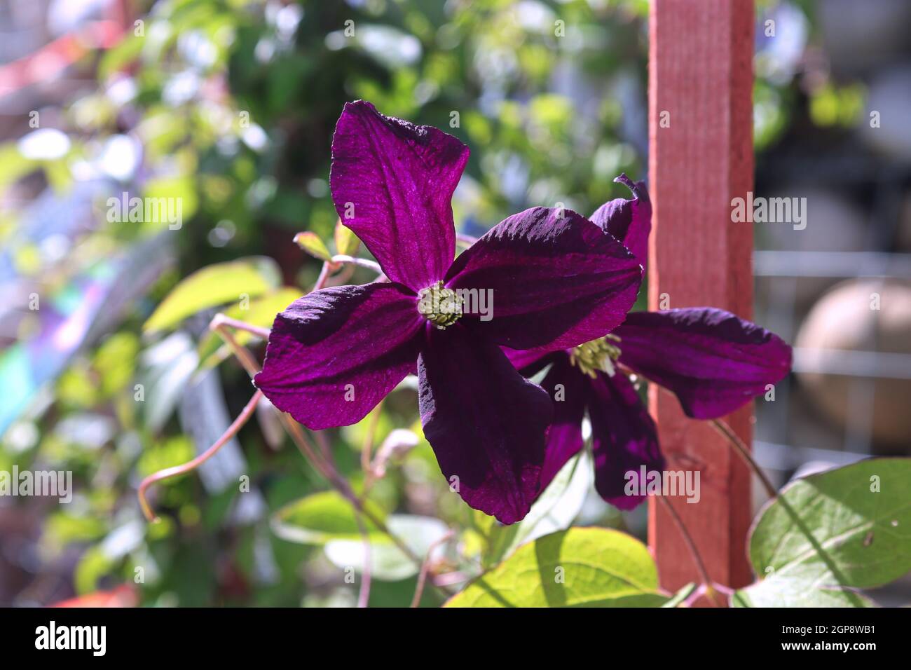 Climbing clematis lattice hi-res stock photography and images - Alamy