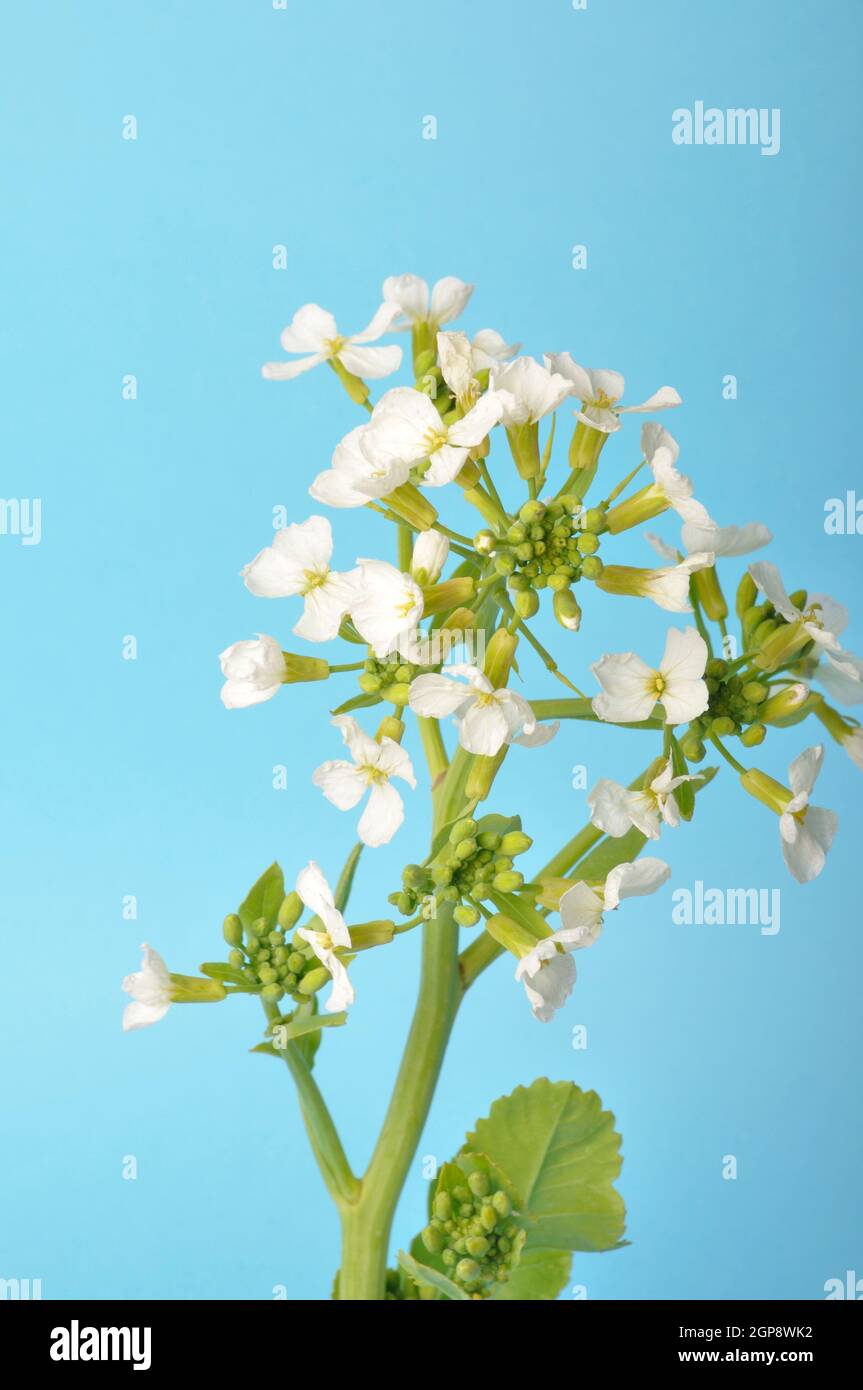 Use of fertilizer in mustard crop hi-res stock photography and images ...