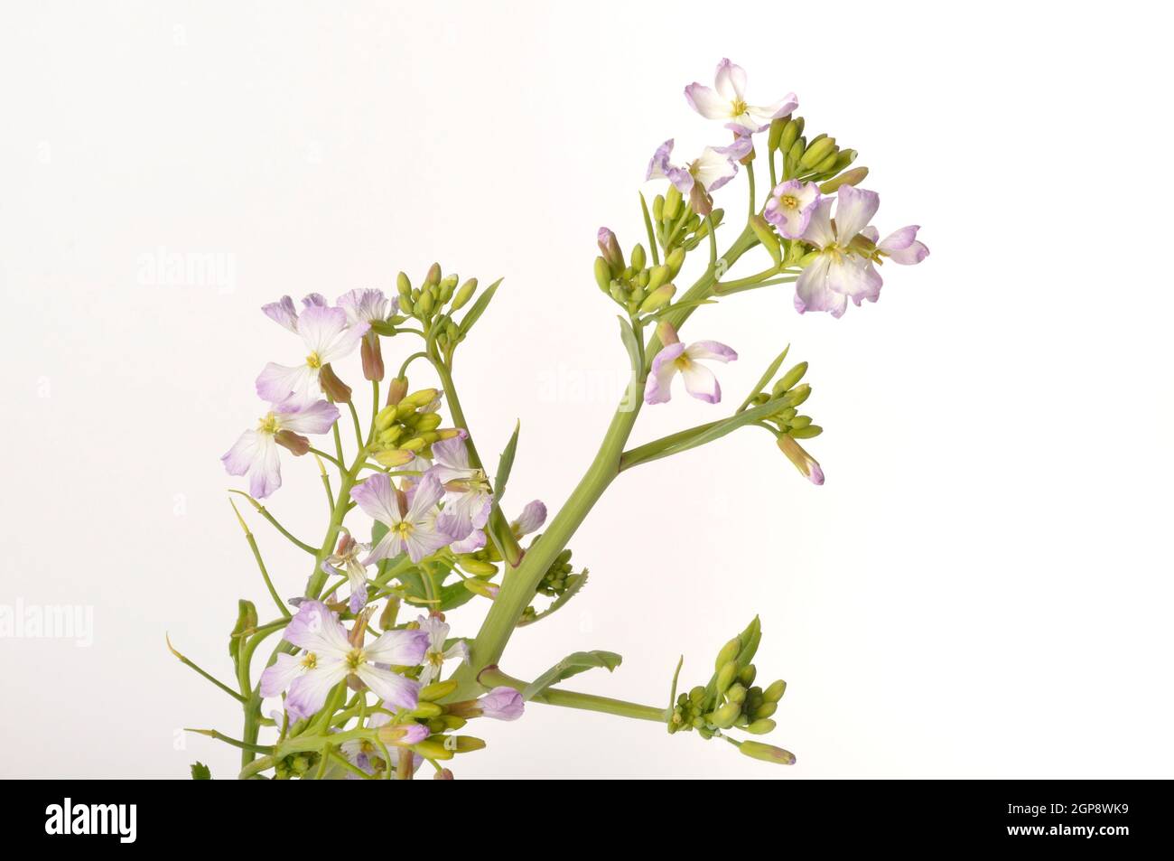 White mustard on white background Stock Photo - Alamy