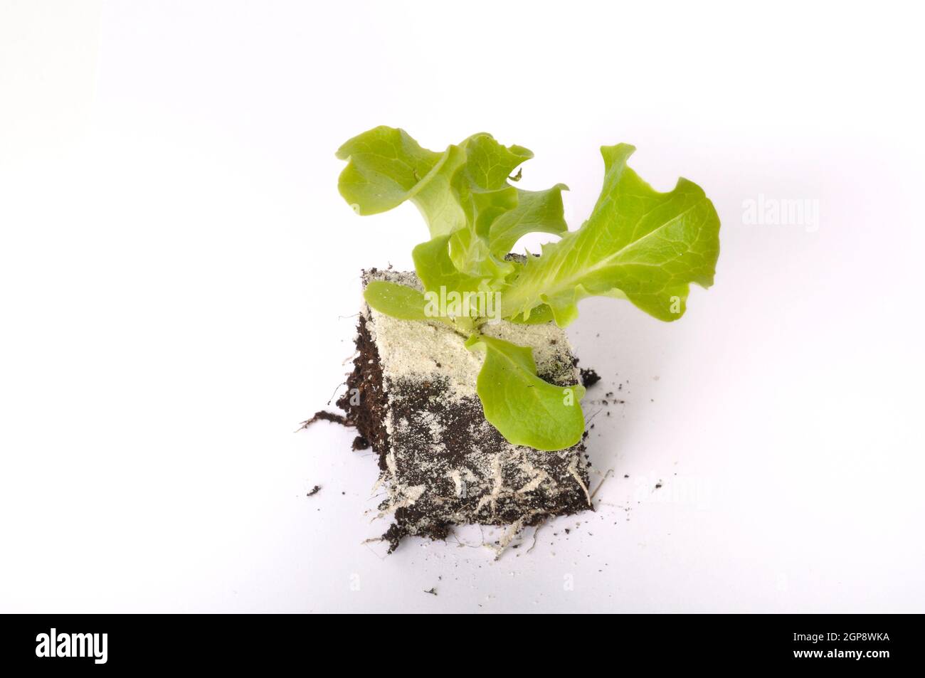 Batavia plants hi-res stock photography and images - Alamy