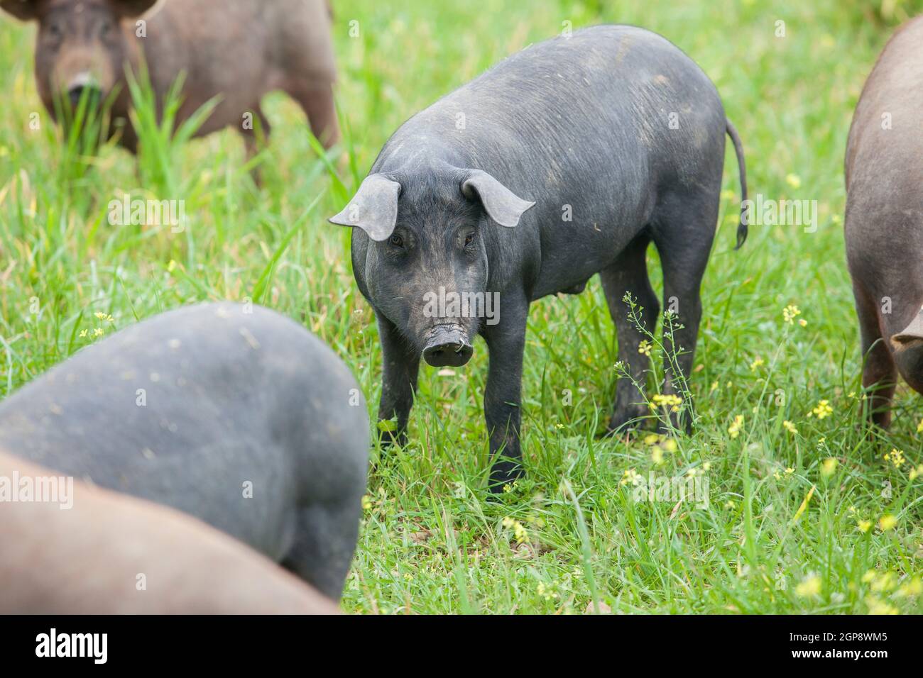 Pigs running free hi-res stock photography and images - Alamy