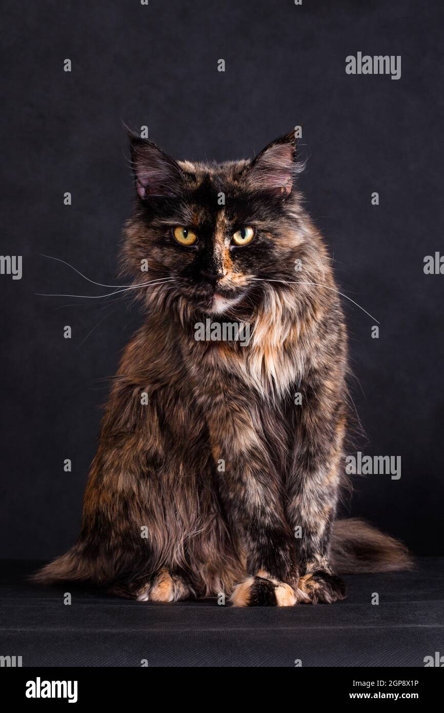 Whiskered tortoiseshell Maine Coon cat on black background Stock Photo ...
