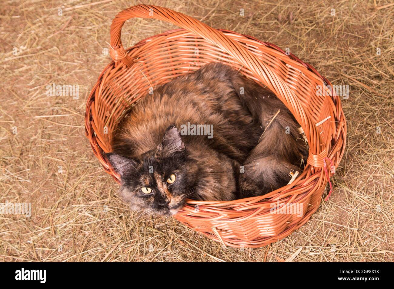 Brown tortoiseshell cat of Maine Coon breed lies in a wicker basket against the background of ...