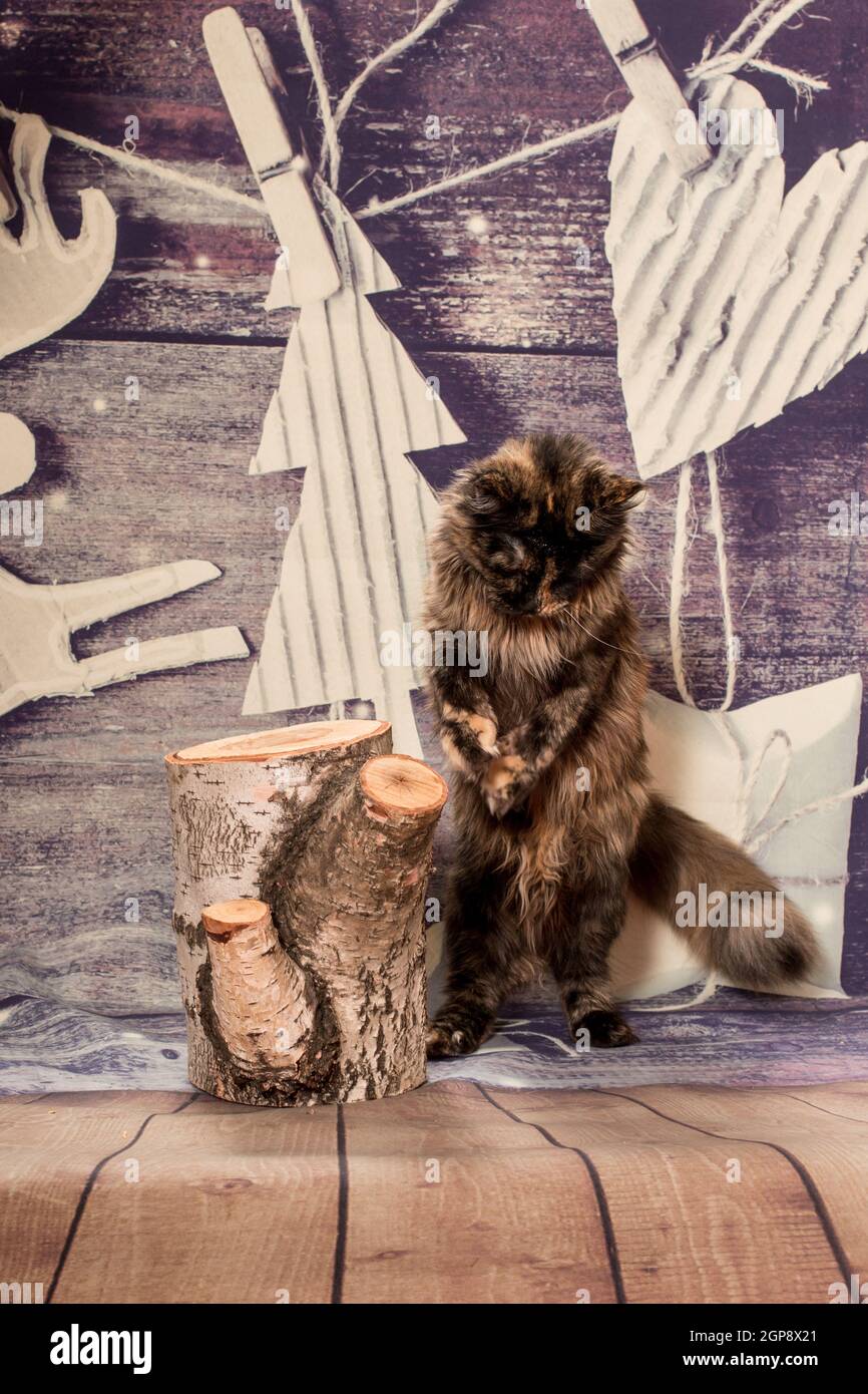 Brown tortoise-colored cat Mainkun jumps from birch stump, on New Year ...